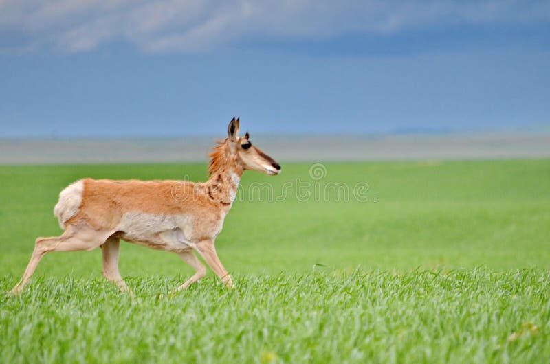 Pronghorn Antelope in Saskatchewan Stock Image - Image of canada ...