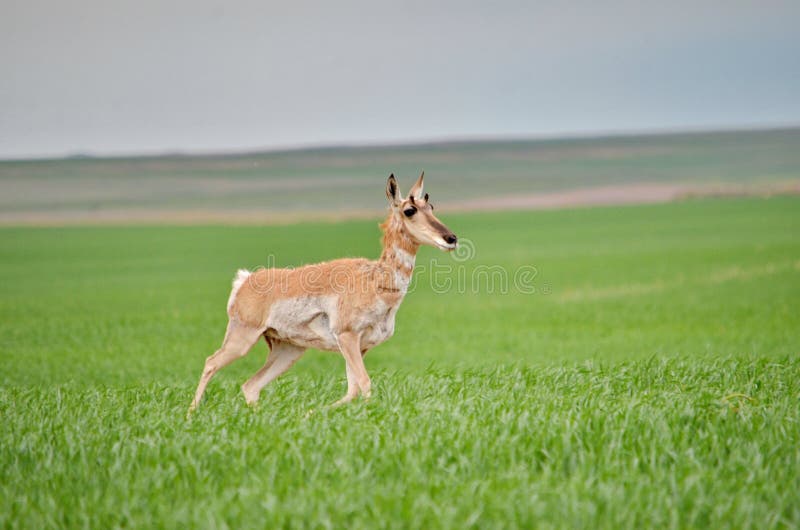 Pronghorn Antelope in Saskatchewan Stock Image - Image of canadian ...