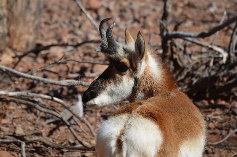 Pronghorn Antelope with Short Curved Horns in the Spring Stock Photo ...