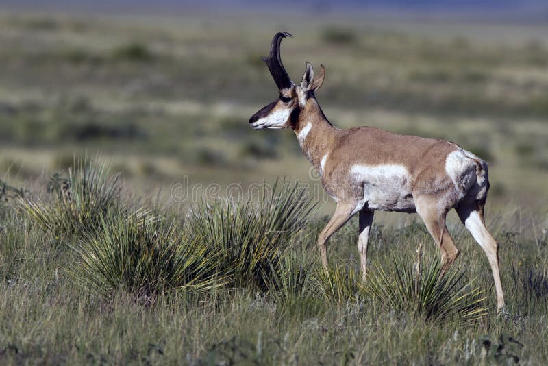 Pronghorn, Antilocapra Americana Stock Image - Image of female ...