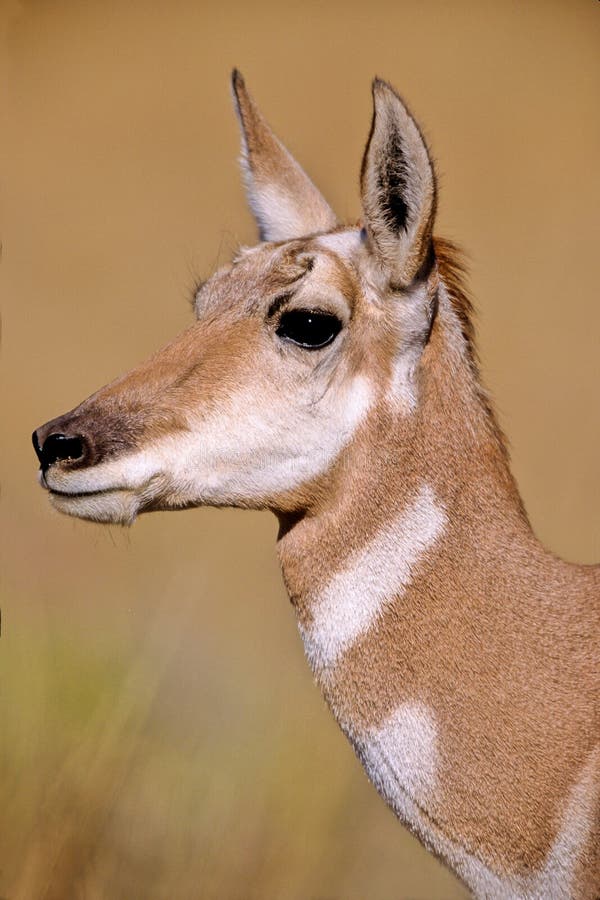 Pronghorn, Antilocapra Americana Stock Image - Image of female ...