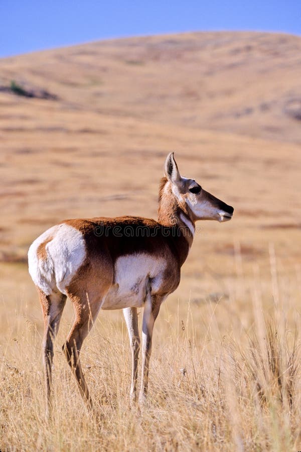 Pronghorn, Antilocapra Americana Stock Image - Image of female ...