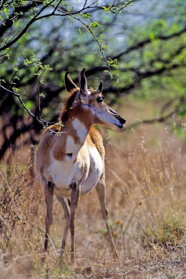 Pronghorn, Antilocapra Americana Stock Image - Image of body, refuge ...