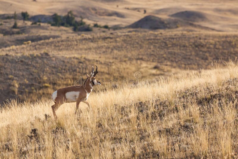 Pronghorn Buck Backlit stock photo. Image of buck, wild - 61582322