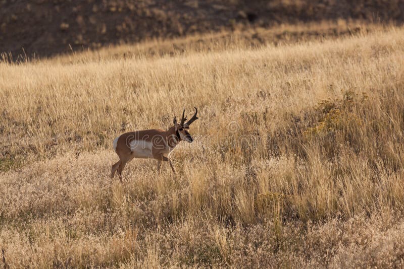 Pronghorn Buck Backlit Walking Stock Image - Image of antelope ...