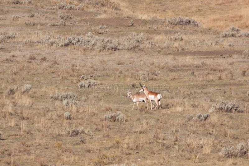 Pronghorn Buck and Doe in Rut Stock Image - Image of wyoming ...