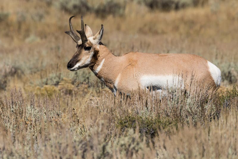 Pronghorn Buck on the Prairie Stock Image - Image of animal, gazelle ...