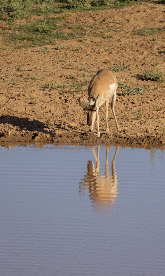 Pronghorn Buck Reflected in a Desert Pond Stock Photo - Image of ...