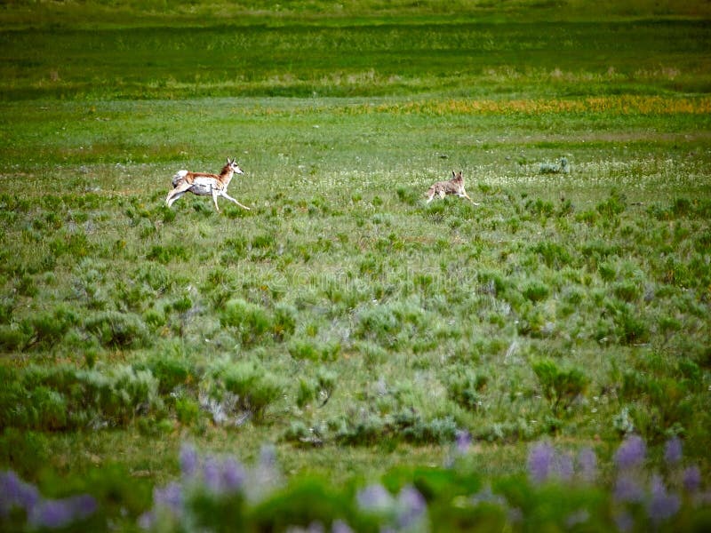 Coyote chasing pheasant stock photo. Image of male, outdoors - 29700694