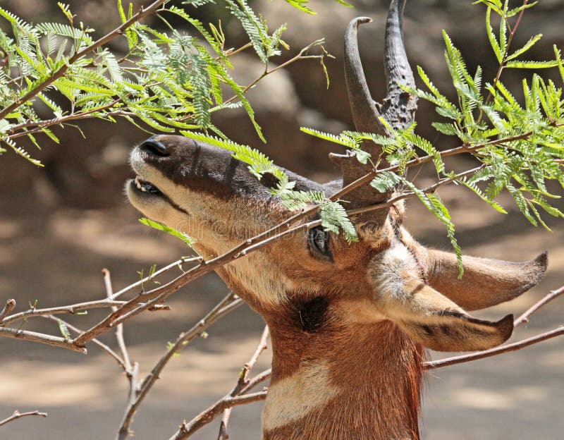 Pronghorn stock image. Image of animal, cautious, horns - 52490583