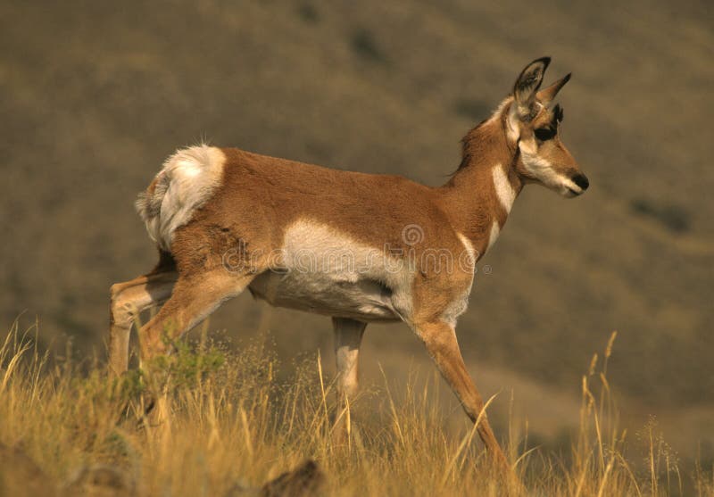 Pronghorn Doe Walking stock photo. Image of prairie, nature - 18646354