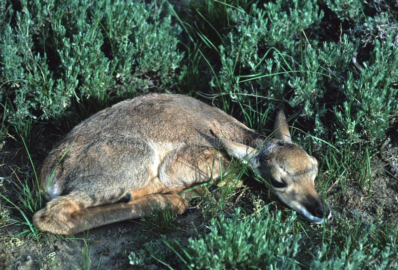 Pronghorn Fawn stock photo. Image of hide, wildlife, young - 9276120