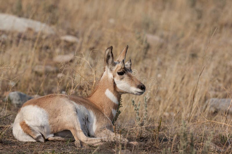 Pronghorn Fawn Bedded Stock Photos - Free & Royalty-Free Stock Photos ...