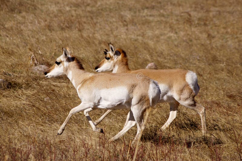 Pronghorn Pair Running stock photo. Image of pronghorn - 27209970