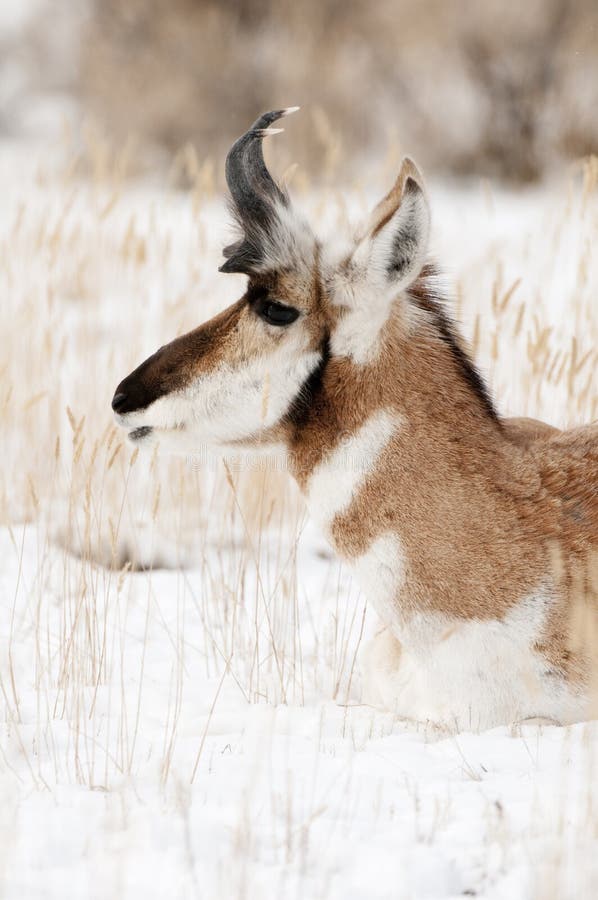 Profile of a Pronghorn Antelope Doe Stock Image - Image of profile ...