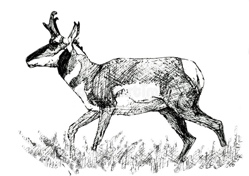 Pronghorn Antelope Stock Illustrations – 129 Pronghorn Antelope Stock ...