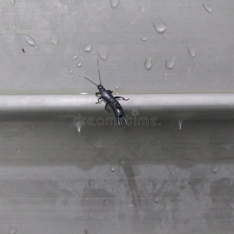 Black Prongtail Stock Photos - Free & Royalty-Free Stock Photos from ...