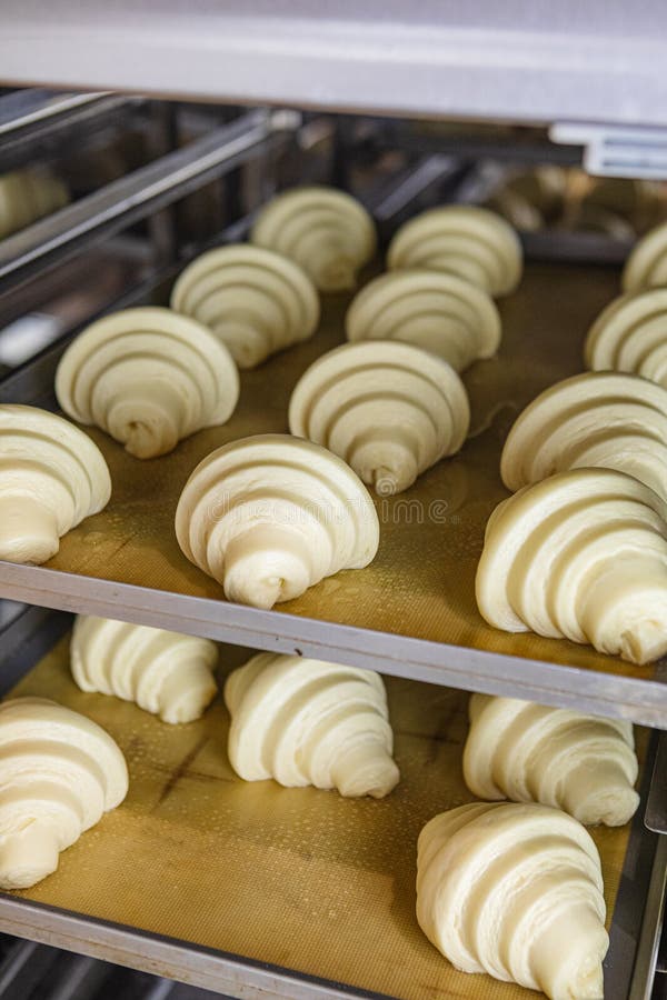 Proofed Croissants on Baking Sheet Stock Image - Image of dough ...