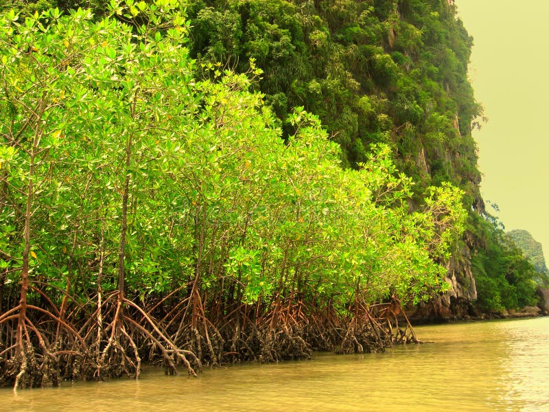 Prop Roots stock illustration. Illustration of park, leaf - 6838474