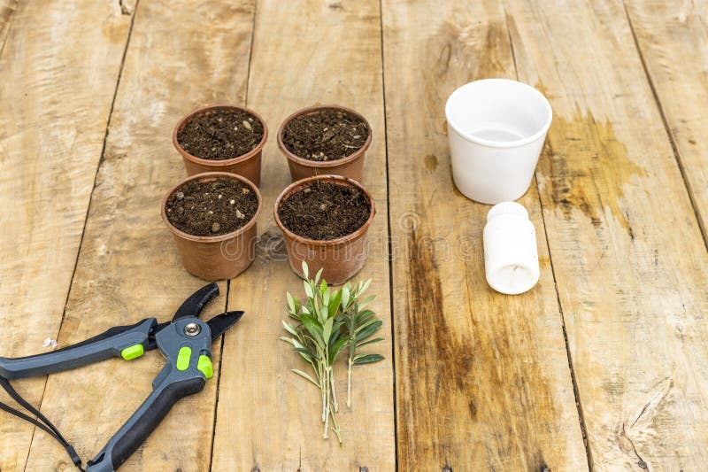 Propagating Olive Tree by Means of Branches or Stem Cuttings Stock ...