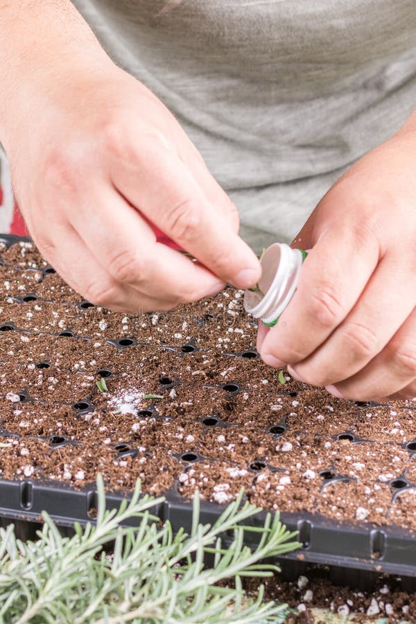 Propagating Small Rosemary Plants with Growth Hormone in the Container ...
