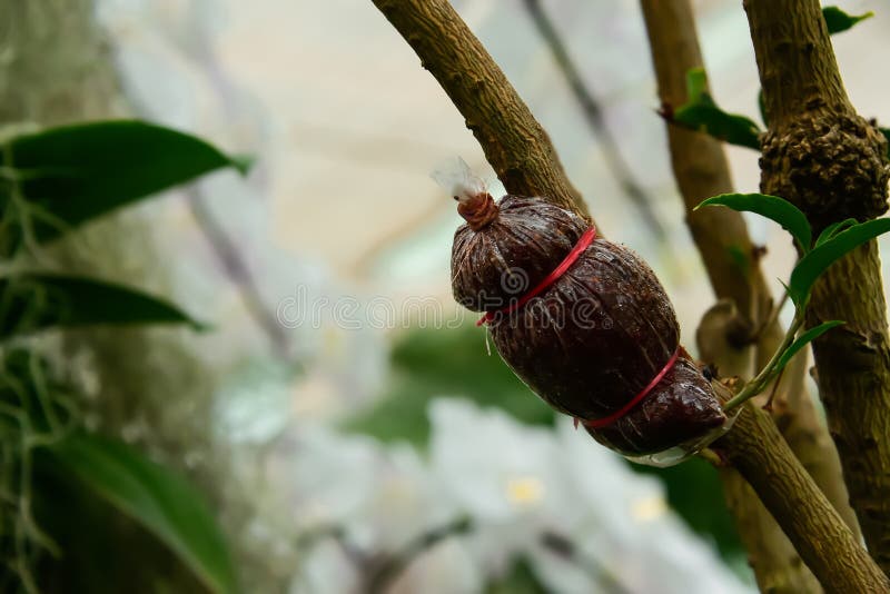 Propagation with the Method of the Branches To Get the Original Tree ...