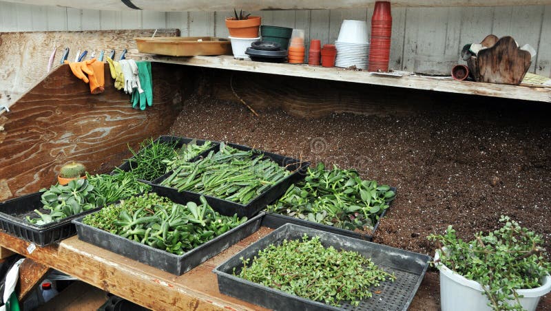 Propagation table stock photo. Image of indoors, plastic - 8981168