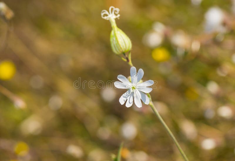 Propeller-like Flower in a Wild Autumnal Field Stock Photo - Image of ...