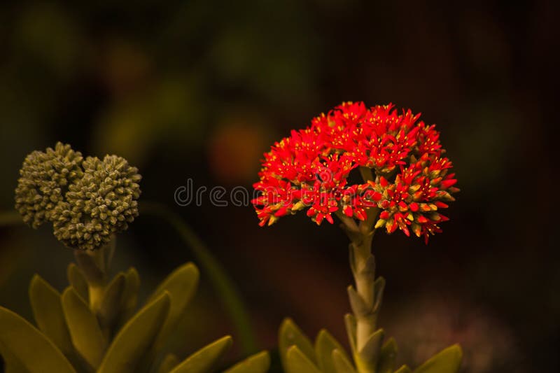 Propeller Plant (Crassula Perfoliata Var. Minor) 15996 Stock Image ...