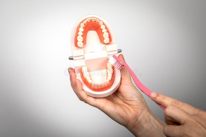 Proper Brushing of Teeth for Better Health, Dental Model and Toothbrush ...