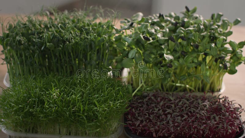 Young Microgreen Sprayed with Water from Spray Bottle Grown at Home in ...
