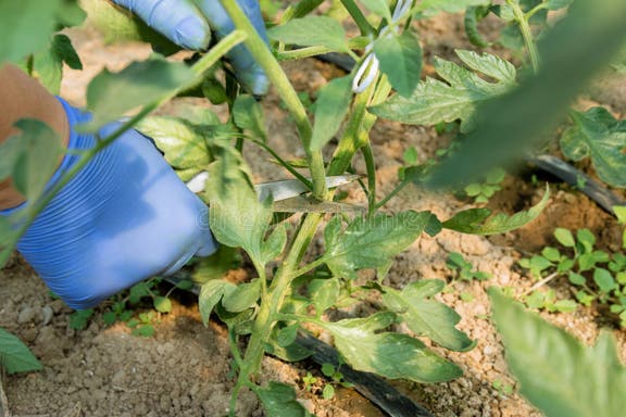Proper Timing of Tomato Pruning Can Help Maximize Fruit Set and Quality ... Proper Timing of Tomato Pruning Can Help Maximize Fruit Set and Quality ...