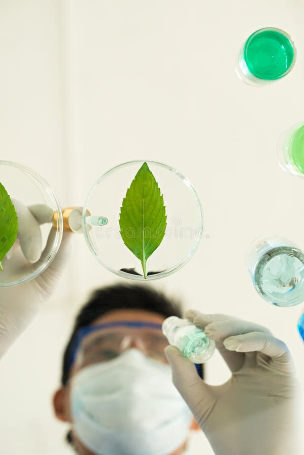 Properties of leaf stock photo. Image of person, leaf - 51655320