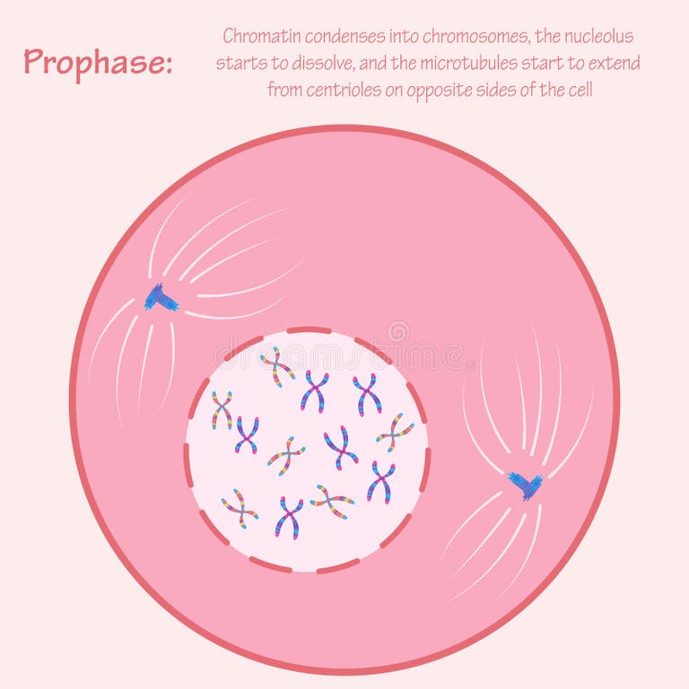 Prophase Diagram Stock Illustrations – 156 Prophase Diagram Stock ...