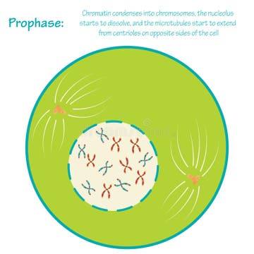 Prophase Diagram Stock Illustrations – 156 Prophase Diagram Stock ...