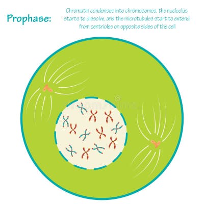 Prophase Diagram Stock Illustrations – 156 Prophase Diagram Stock ...