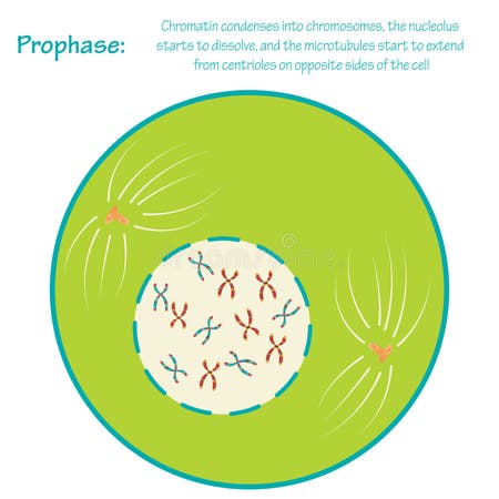 Prophase Diagram Stock Illustrations – 156 Prophase Diagram Stock ...