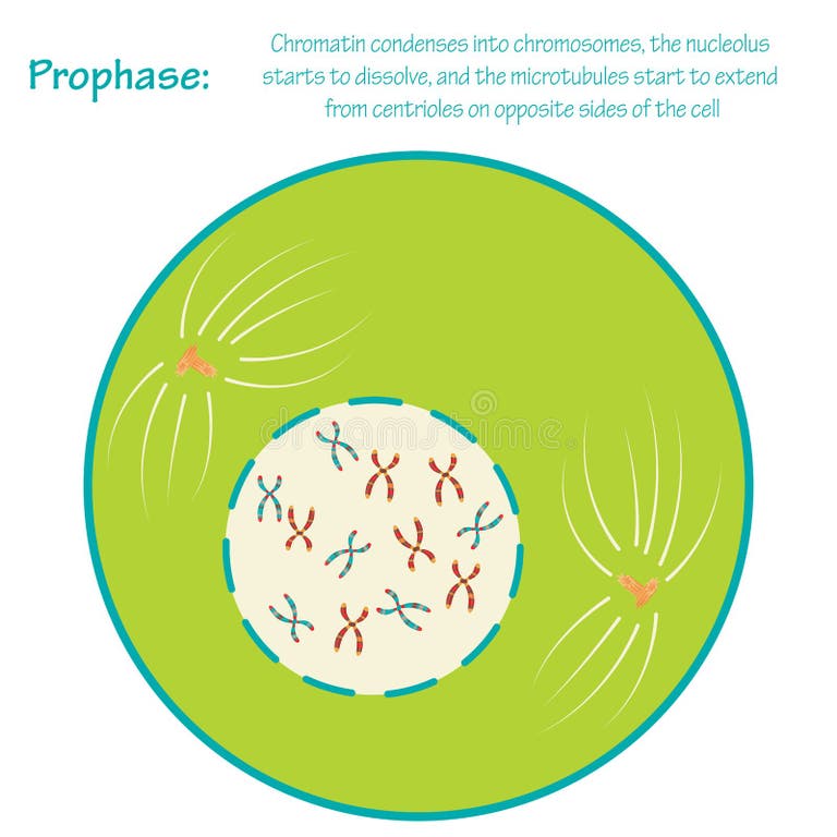 Prophase Diagram Stock Illustrations – 156 Prophase Diagram Stock ...