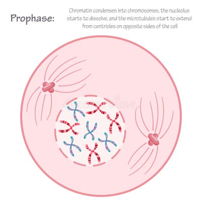 Prophase Diagram Stock Illustrations – 129 Prophase Diagram Stock ...