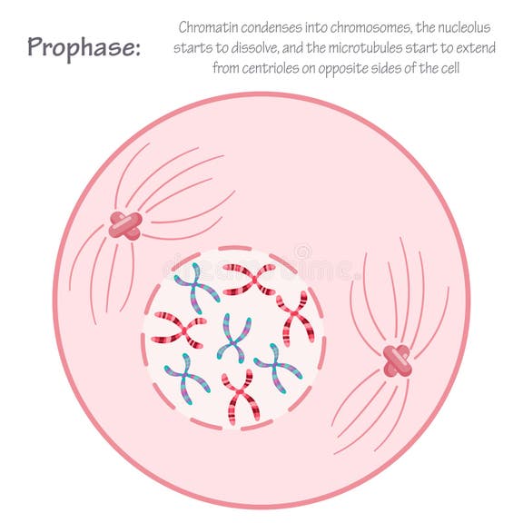 Prophase Diagram Stock Illustrations – 129 Prophase Diagram Stock ...