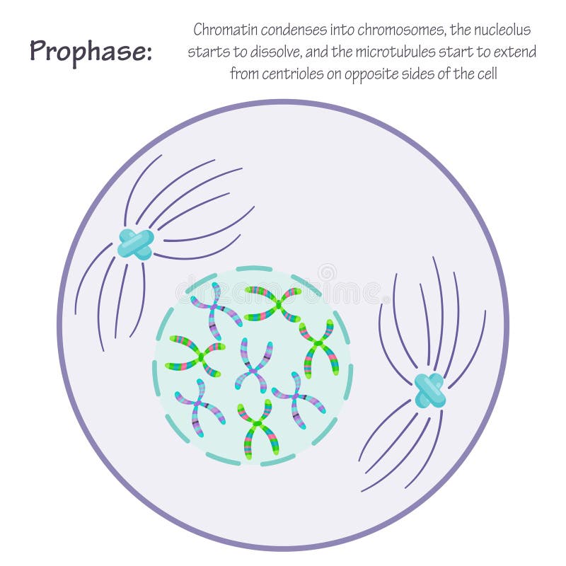 Prophase Stock Illustrations – 412 Prophase Stock Illustrations ...