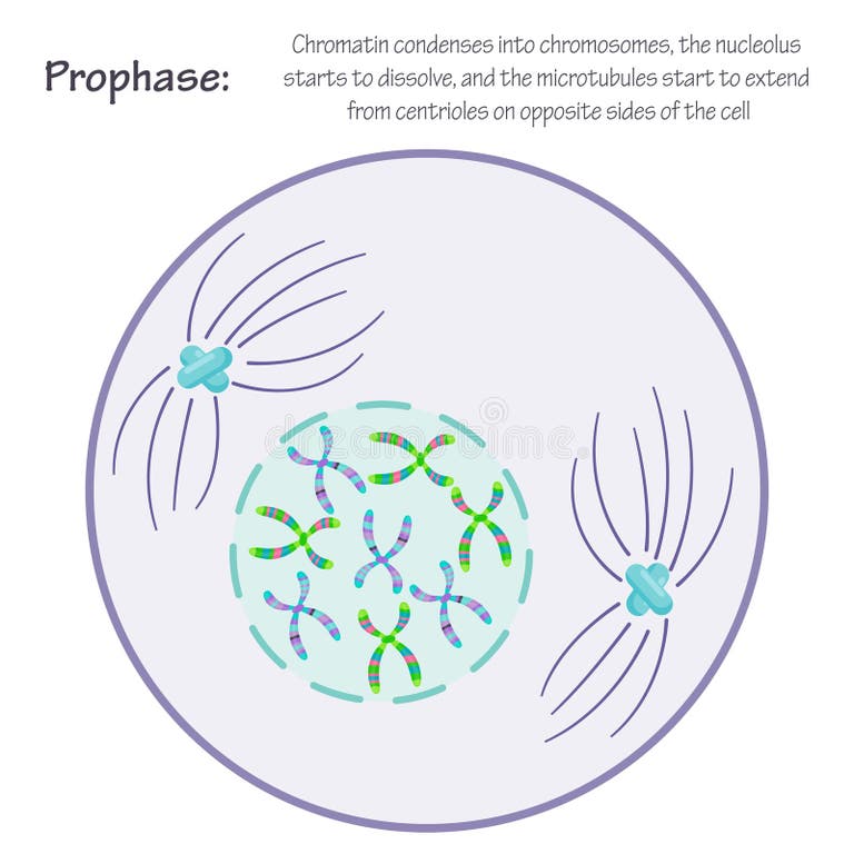 Prophase Stock Illustrations – 412 Prophase Stock Illustrations ...