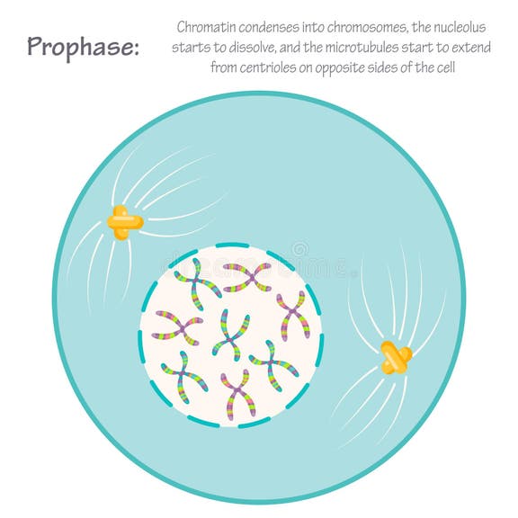 Prophase Diagram Stock Illustrations – 129 Prophase Diagram Stock ...