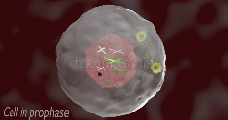Prophase is the First Stage of Cell Division. Stock Vector ...