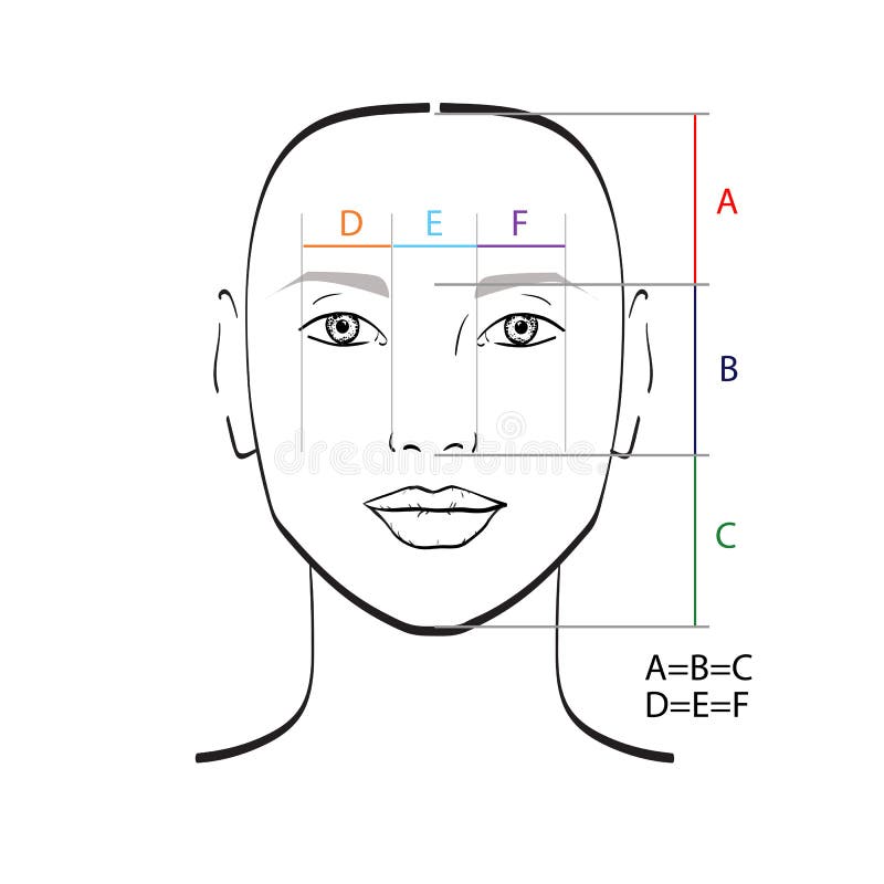Proportions Parfaites De Visage Illustration Stock - Illustration du ...