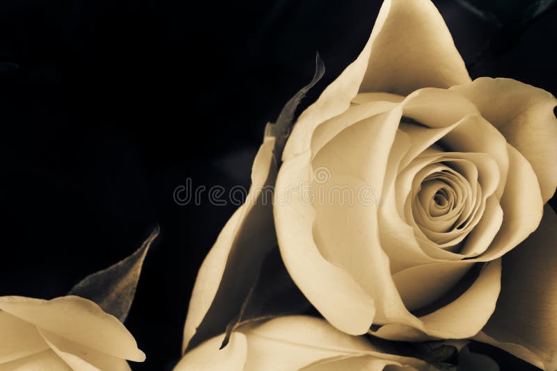 Proposal White Rose. Sad Rose Flower. Stock Photo - Image of bright ...