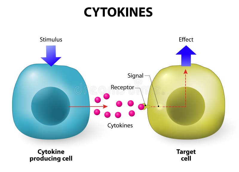 Mastocyte Ou Un Mastocyte, Labrocyte Illustration de Vecteur ...