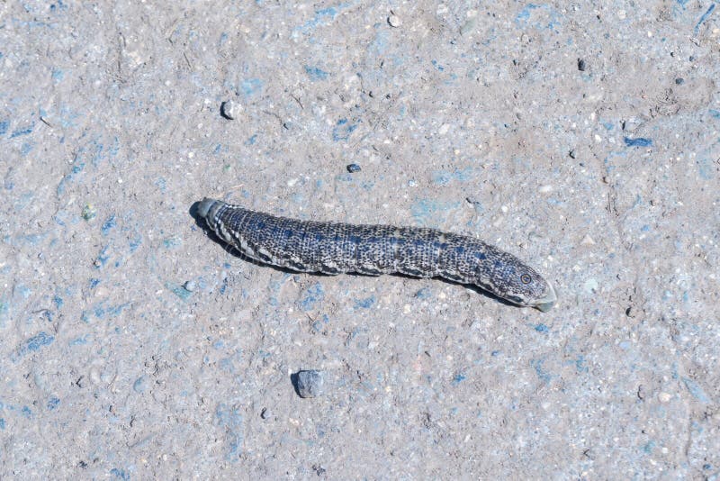 Proserpine Hawkmoth (Proserpinus Proserpina), Caterpillar. Stock Photo ...