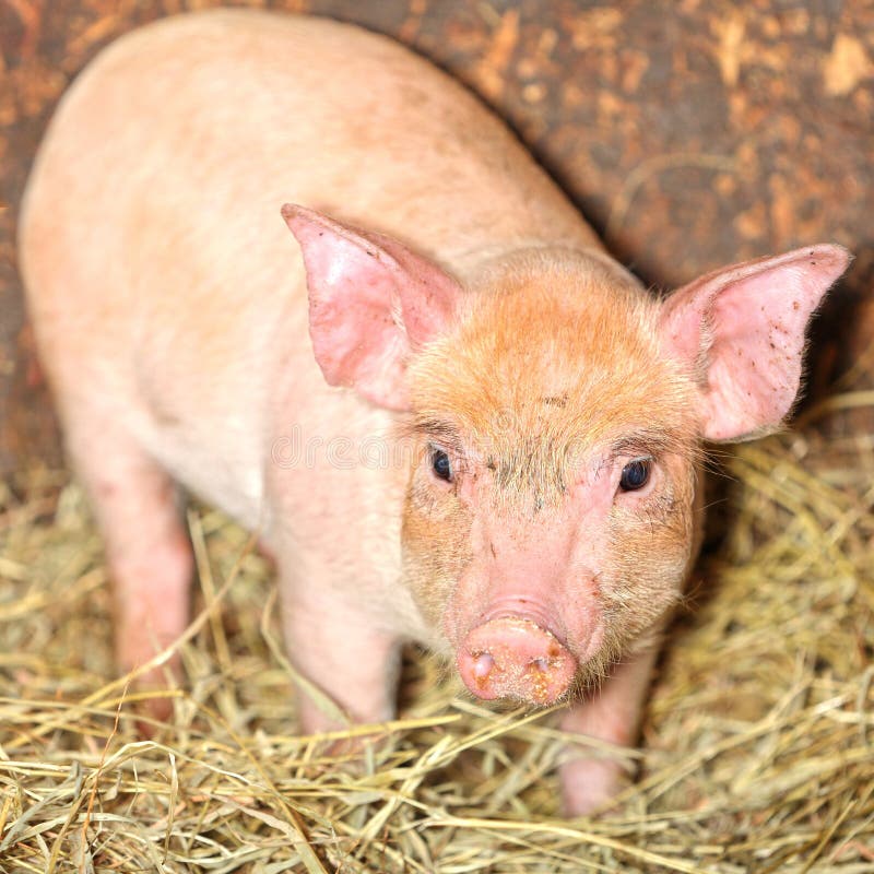 25,087 Prosiaczek Zdjęcia - Bezpłatne i z licenncją Royalty-Free ...