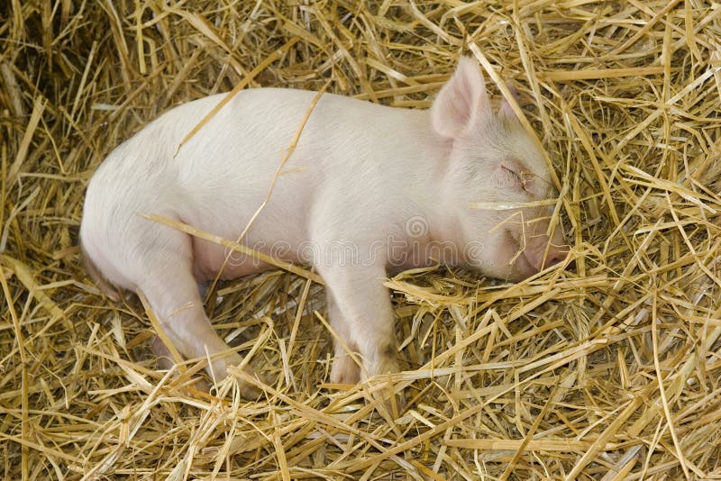 Wielki prosiak, blisko zdjęcie stock. Obraz złożonej z prosiaczek - 6146786